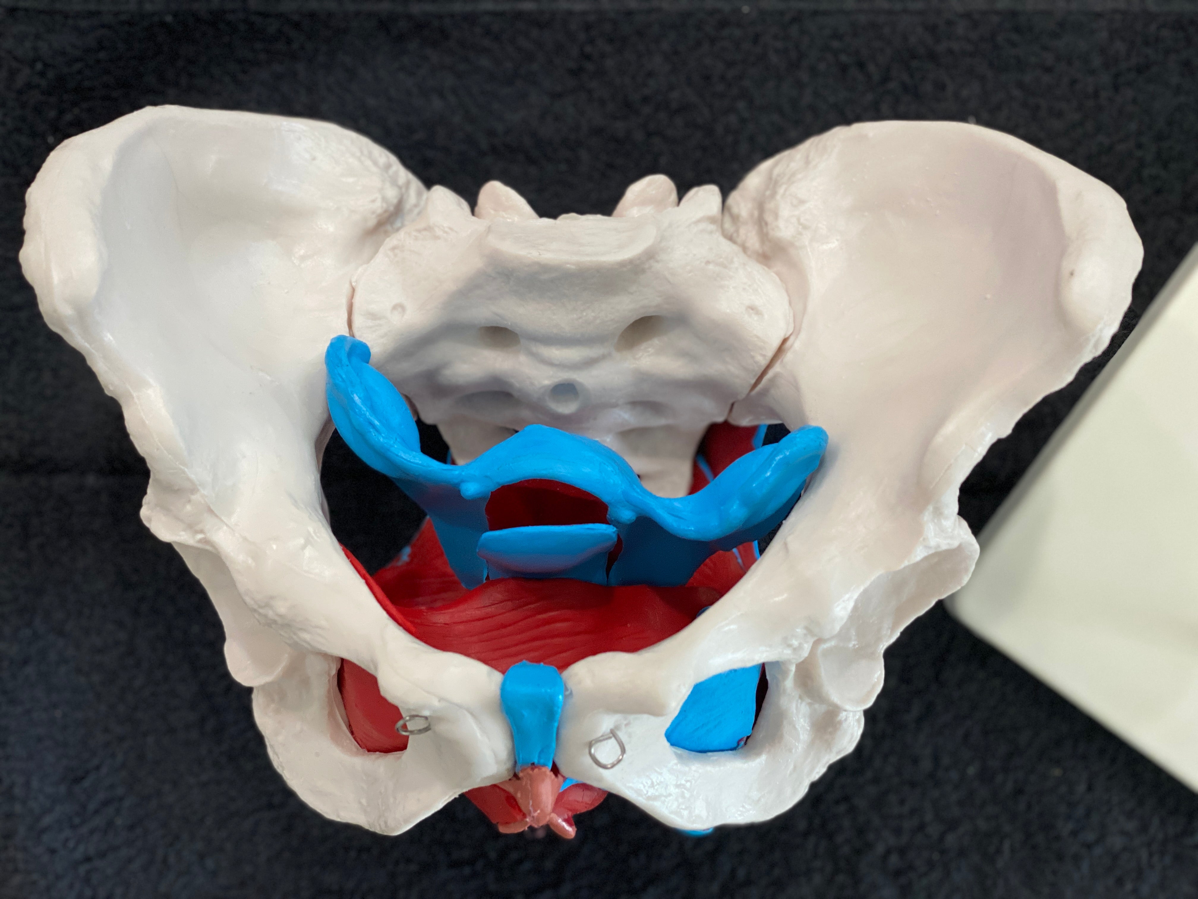 Female Pelvis Anatomical Model with Pelvic Floor Muscle – pelvictech
