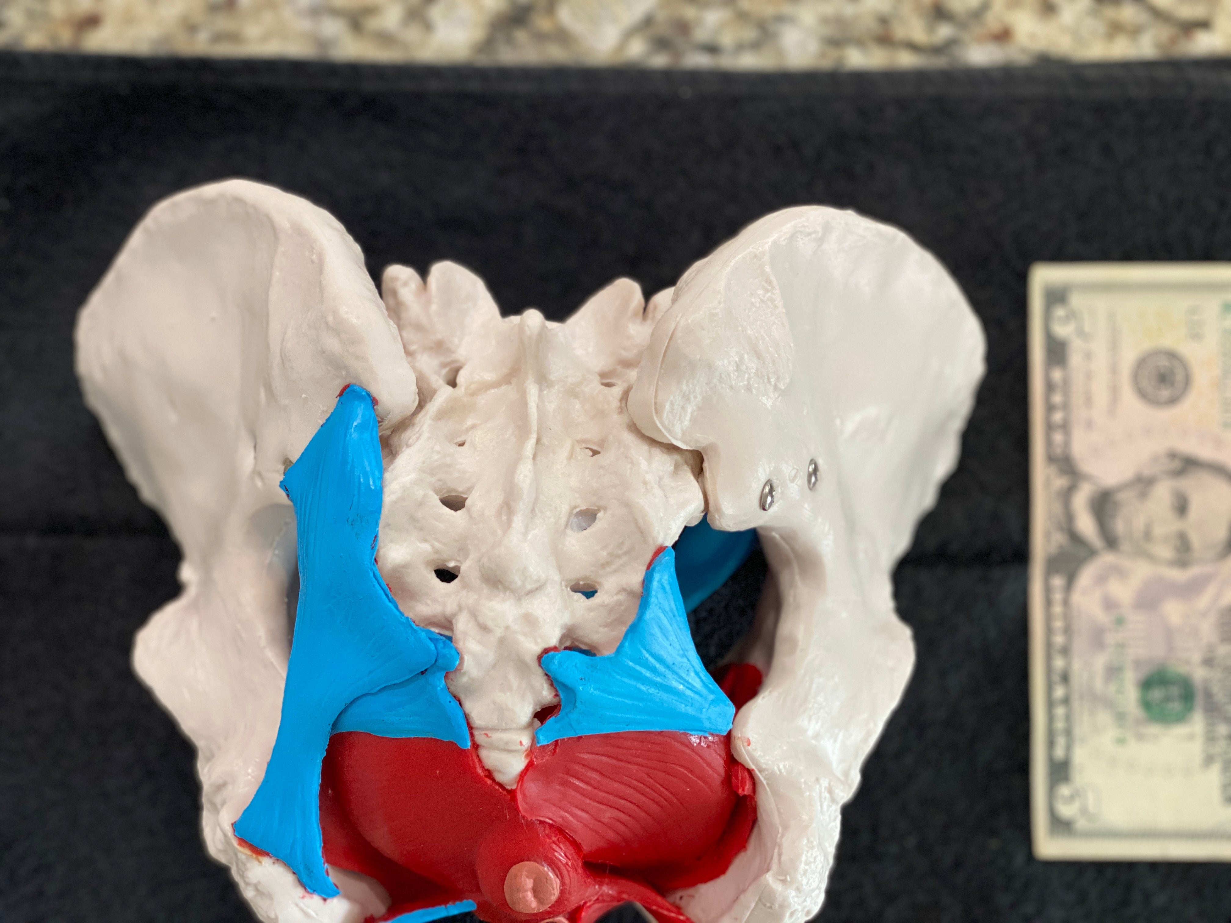 Female Pelvis Anatomical Model with Pelvic Floor Muscle – pelvictech